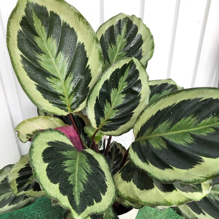 30 Calathea Plants With Eye-Catching Leaf Patterns | Houseplant Alley