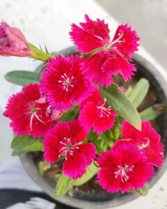 15 Pretty Edible Flowers You Can Grow & Eat | Houseplant Alley