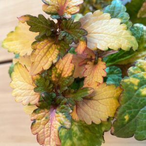 30 Best Indoor Coleus Varieties With Names and Pictures | Houseplant Alley