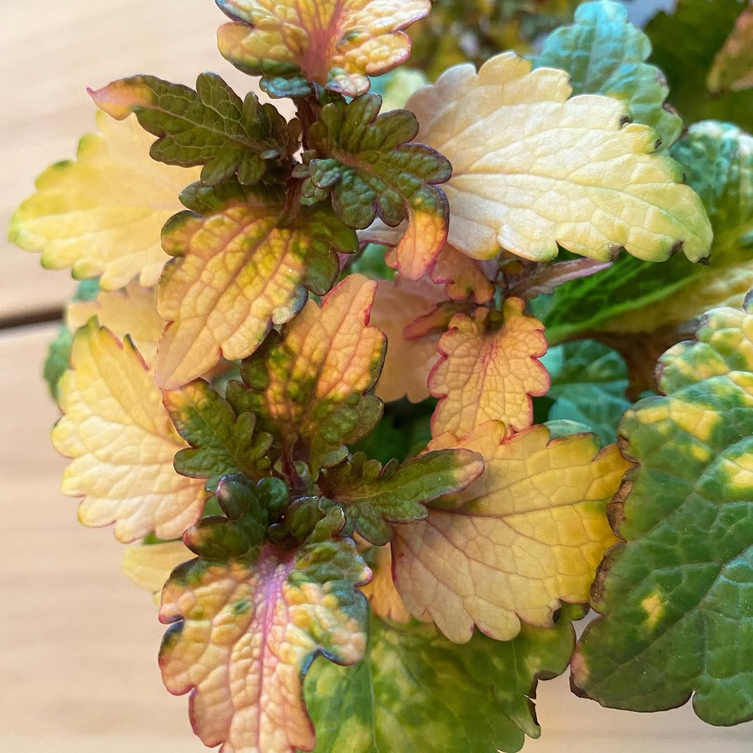 30 Best Indoor Coleus Varieties With Names and Pictures | Houseplant Alley