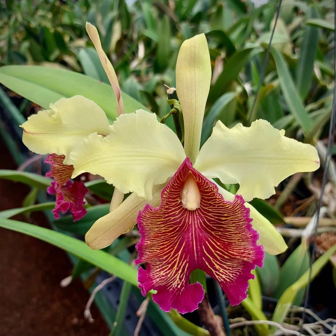 Cattleya Orchid: A Complete Guide to the Queen of Orchids | Houseplant ...