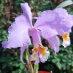 Cattleya Orchid: A Complete Guide to the Queen of Orchids | Houseplant ...