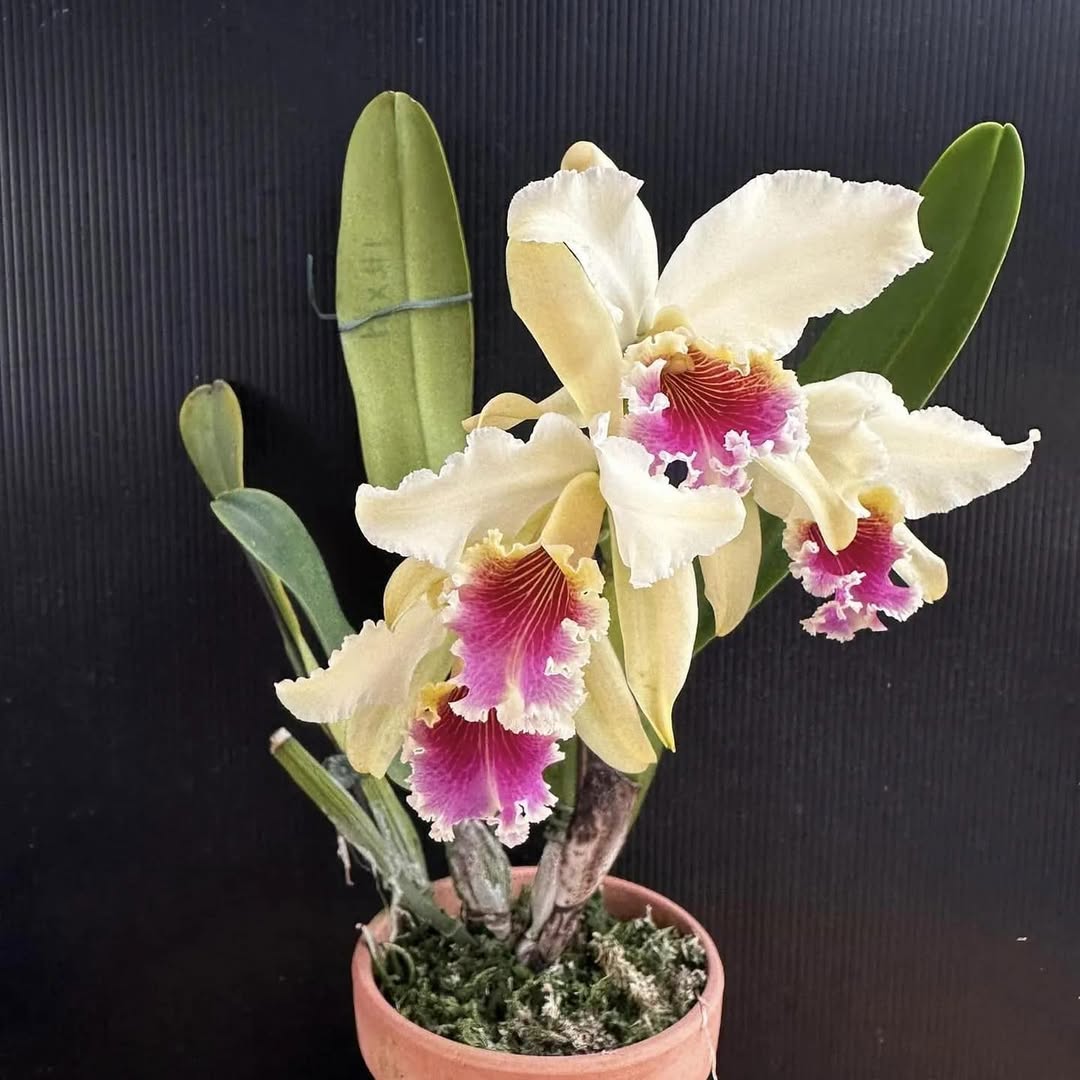 Cattleya Orchid: A Complete Guide to the Queen of Orchids | Houseplant Alley