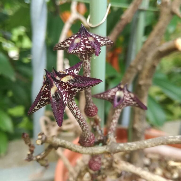 The Ultimate Guide to Ceropegia Plants: Varieties, Care & Propagation ...