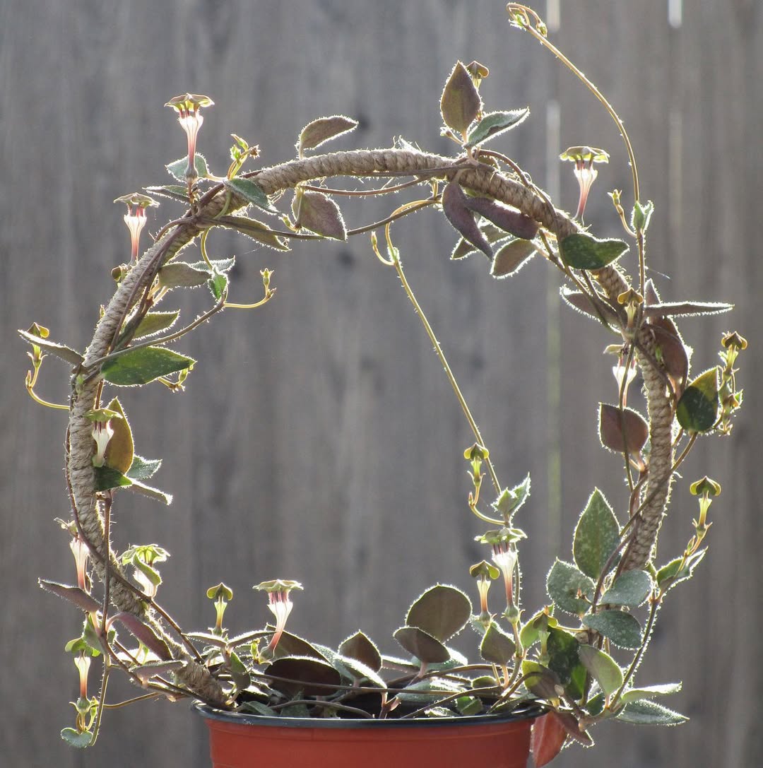 The Ultimate Guide to Ceropegia Plants: Varieties, Care & Propagation ...