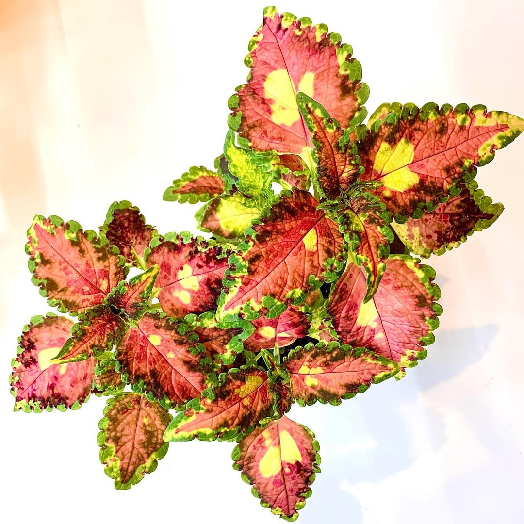 30 Best Indoor Coleus Varieties With Names and Pictures | Houseplant Alley