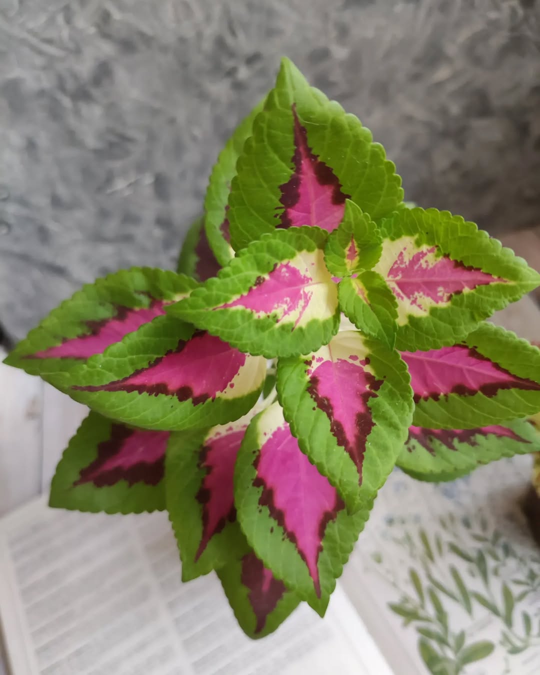 30 Best Indoor Coleus Varieties With Names and Pictures | Houseplant Alley
