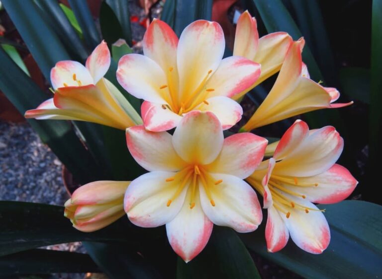 18 Stunning Clivia Varieties You Didn't Know About | Houseplant Alley