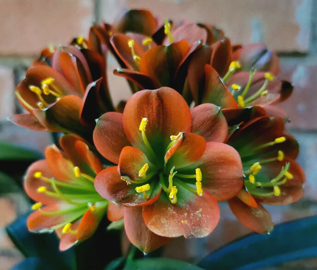 18 Stunning Clivia Varieties You Didn't Know About | Houseplant Alley