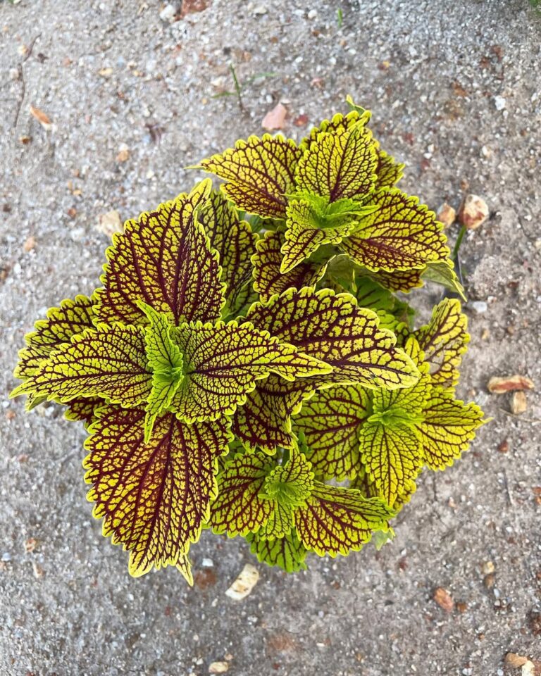 30 Best Indoor Coleus Varieties With Names and Pictures | Houseplant Alley
