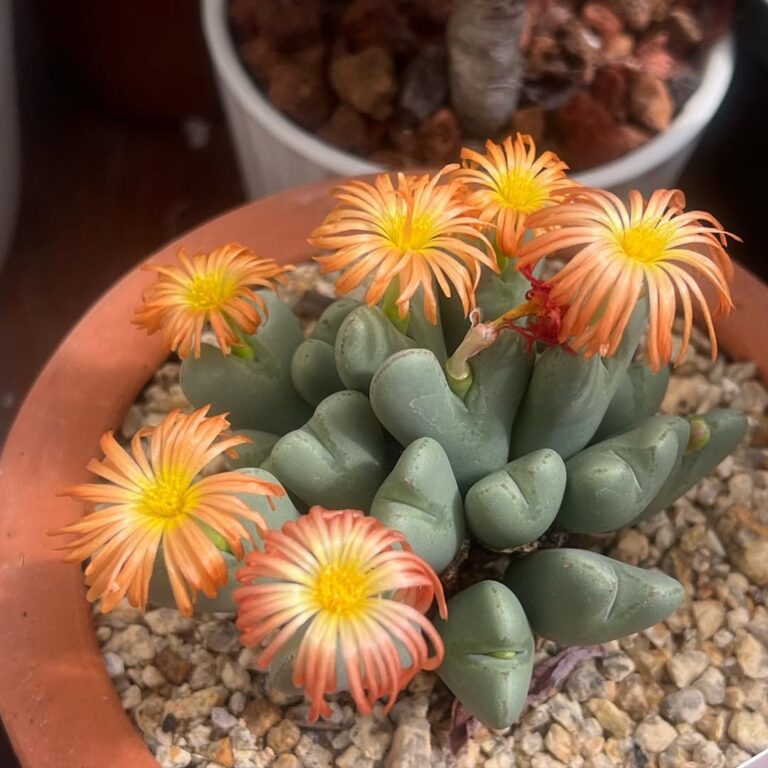 20 Popular Flowering Succulents With Names and Pictures | Houseplant Alley