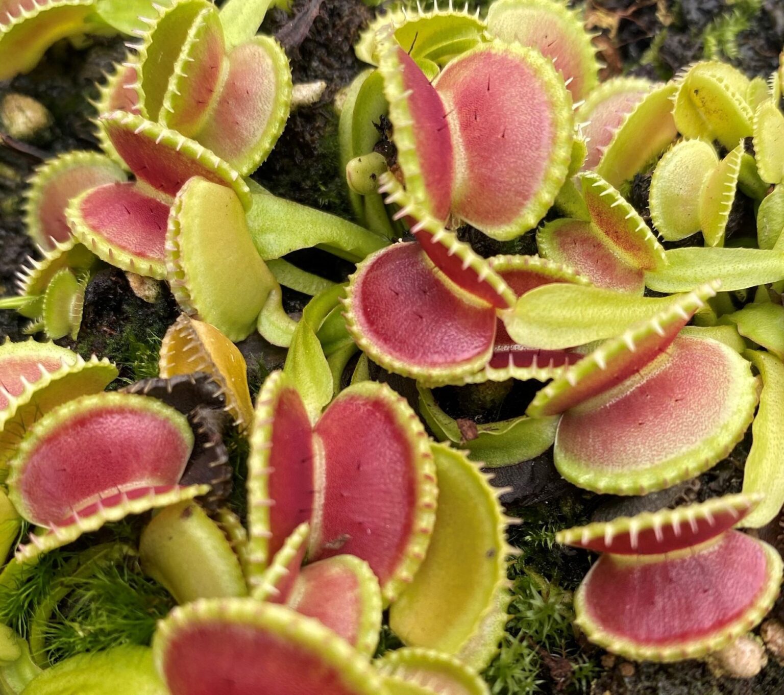 33 Amazing Venus Flytrap Varieties and How to Care for Them | Houseplant Alley