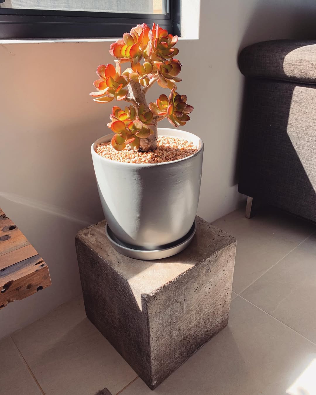 15 Jade Plants That Thrive in Any Indoor Space | Houseplant Alley