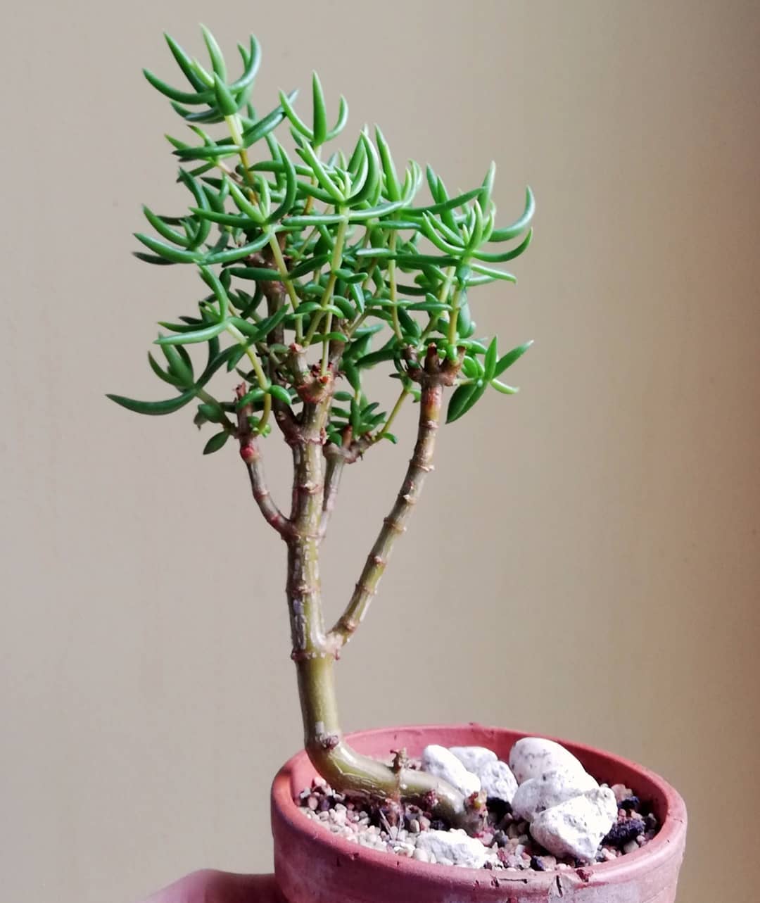 15 Jade Plants That Thrive in Any Indoor Space | Houseplant Alley