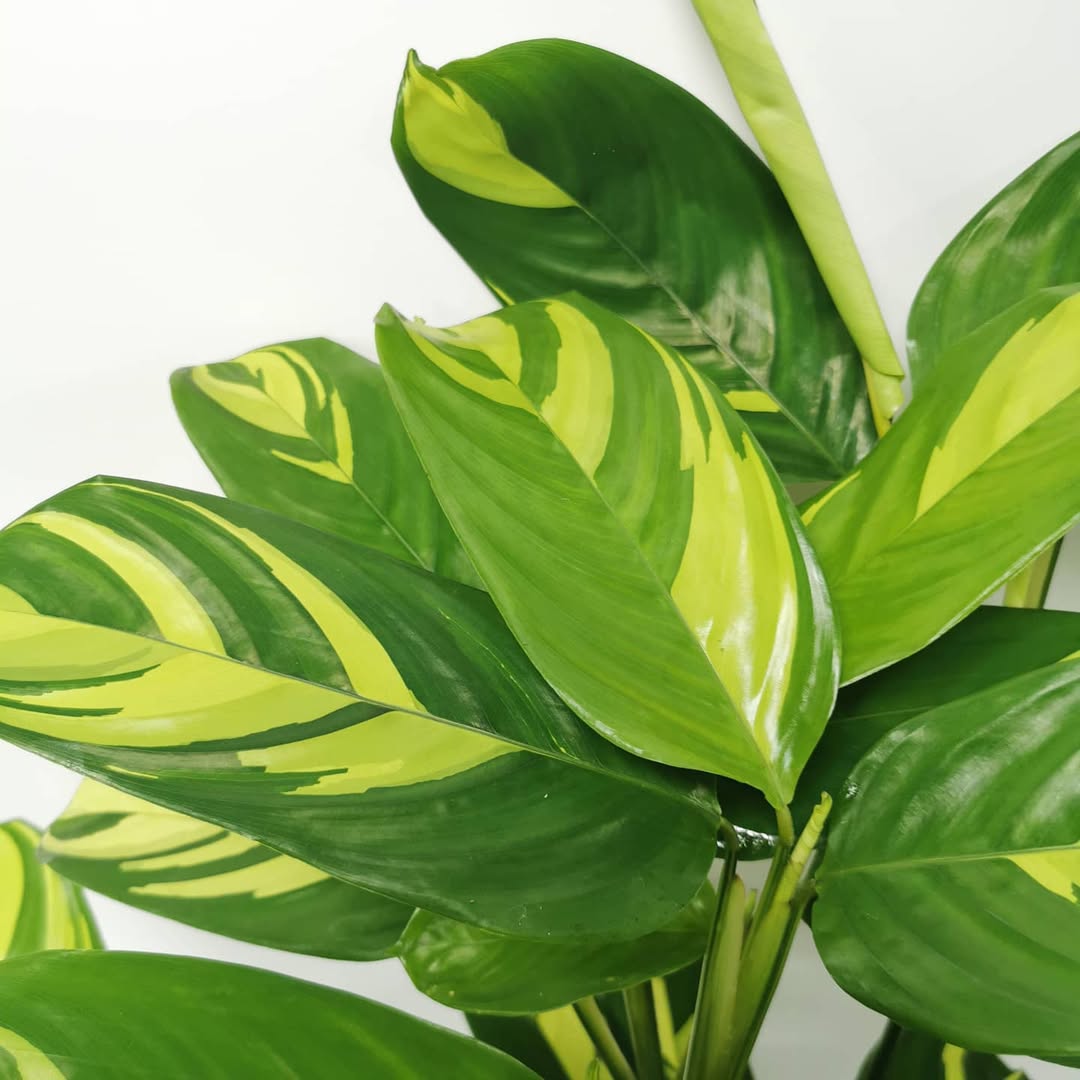 9 Ctenanthe Plants With Pictures (Ultimate Care and Propagation Guide ...