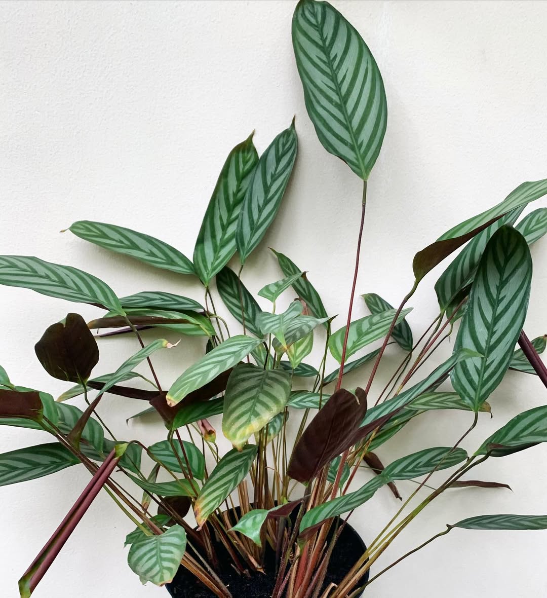 9 Ctenanthe Plants With Pictures (Ultimate Care and Propagation Guide ...