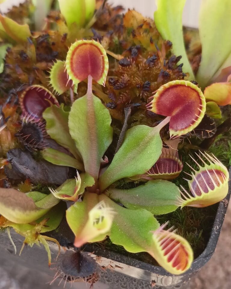 33 Amazing Venus Flytrap Varieties and How to Care for Them ...