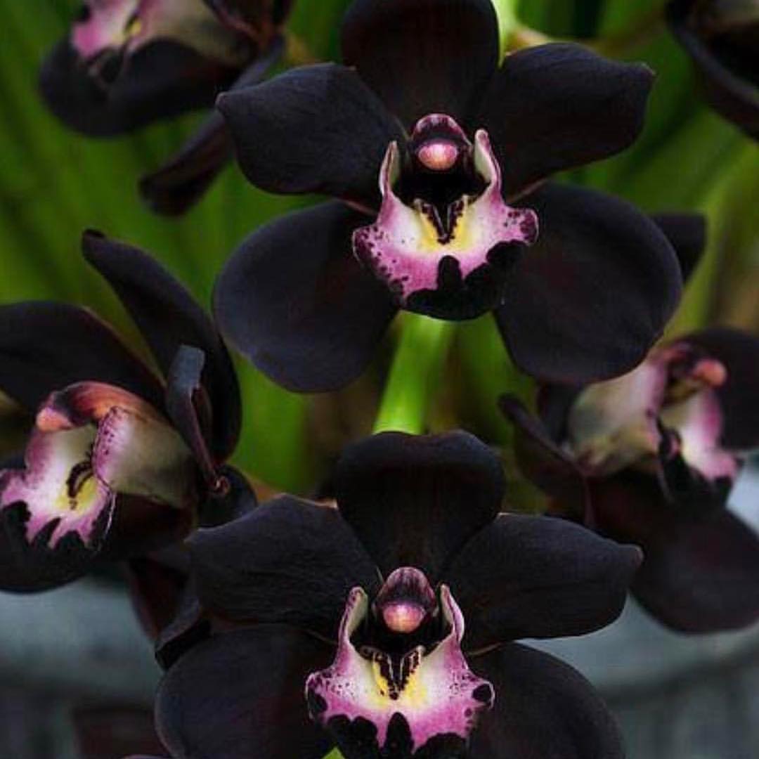 The Mystery of Black Orchids: Cultivation and Legends Around Them ...