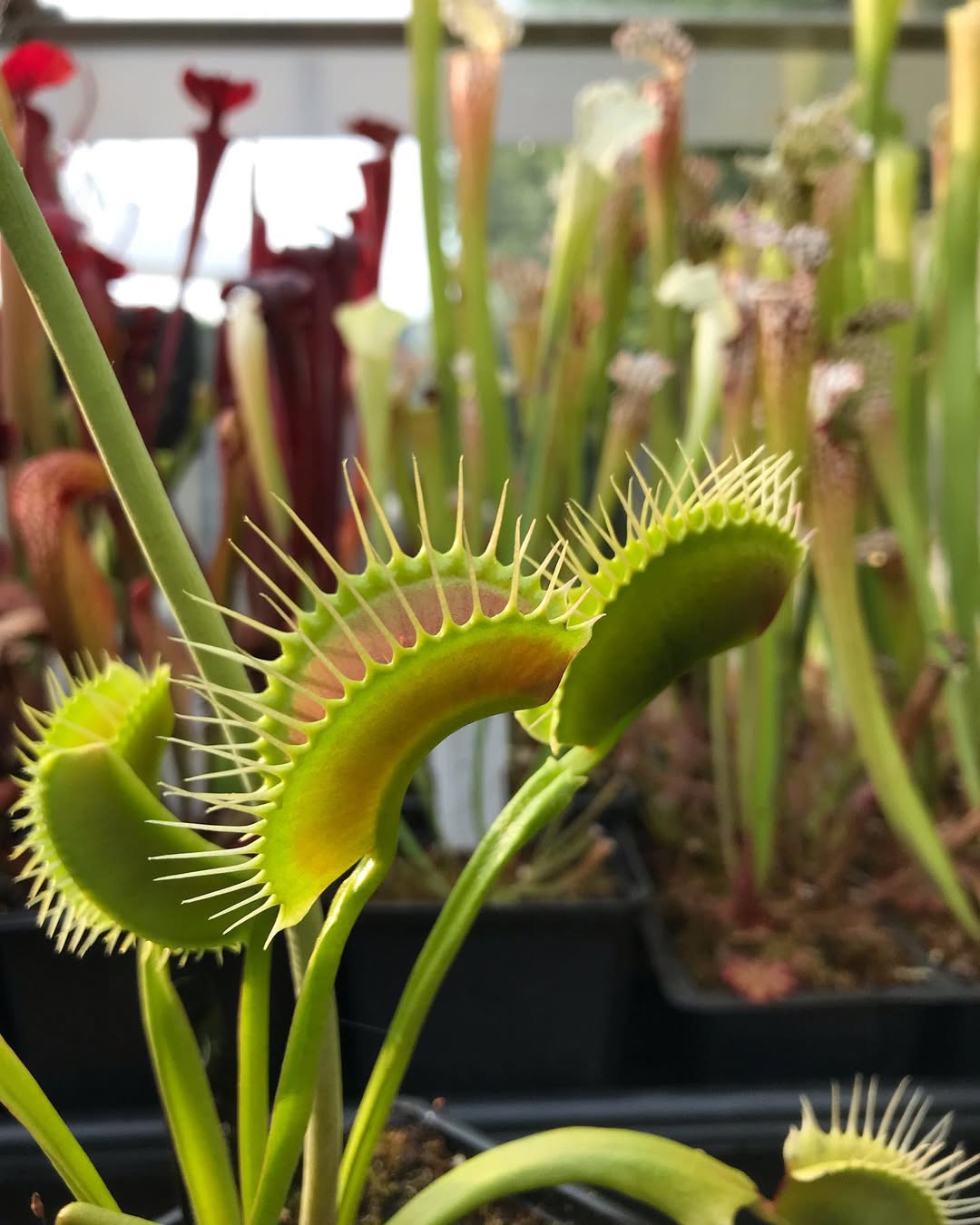 33 Amazing Venus Flytrap Varieties and How to Care for Them | Houseplant Alley