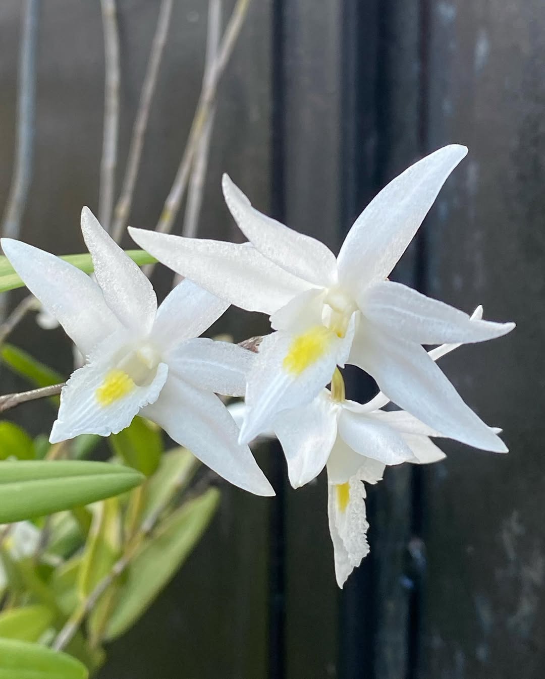 Dendrobium Orchids: Exploring Their Beauty and Versatility | Houseplant ...
