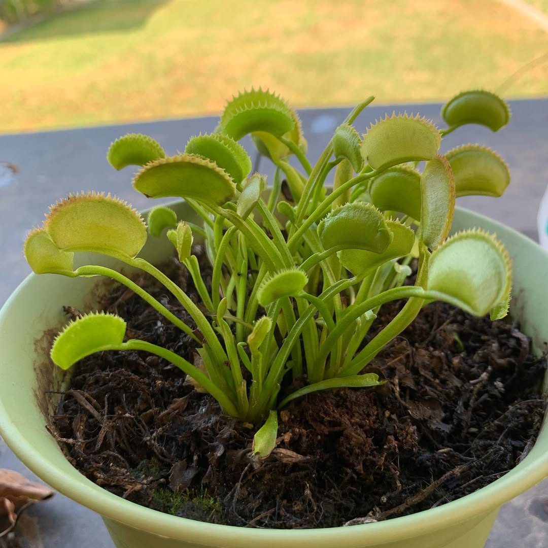 33 Amazing Venus Flytrap Varieties and How to Care for Them | Houseplant Alley