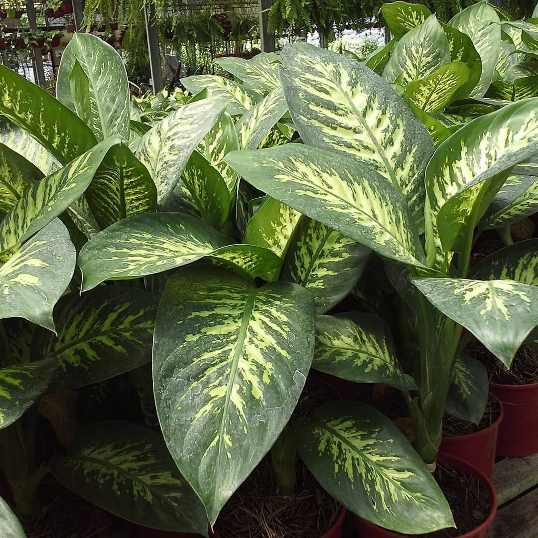 44 Stunning Dieffenbachia Varieties You Need to Know | Houseplant Alley