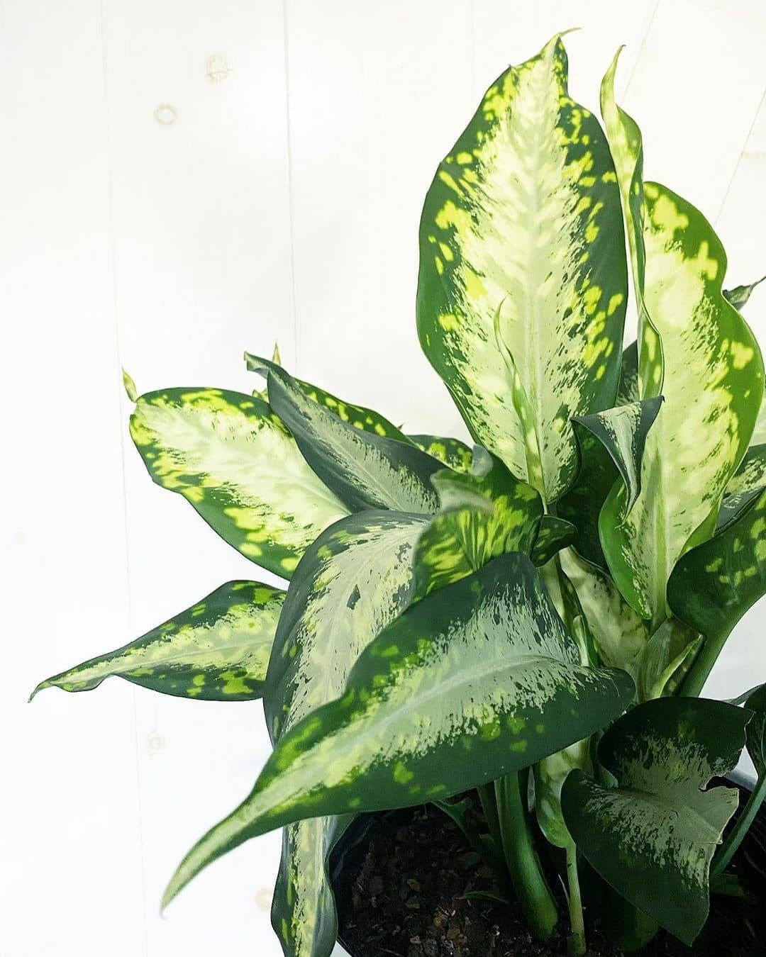 44 Stunning Dieffenbachia Varieties You Need to Know | Houseplant Alley