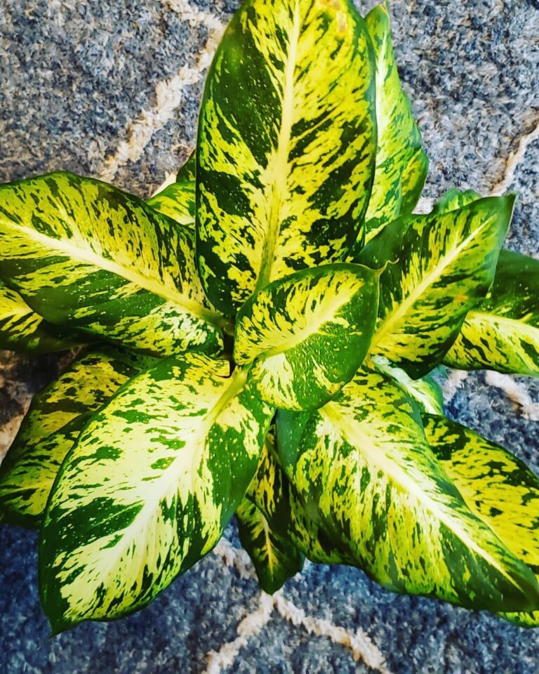 44 Stunning Dieffenbachia Varieties You Need to Know | Houseplant Alley
