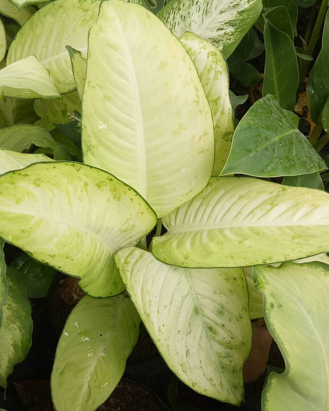 44 Stunning Dieffenbachia Varieties You Need to Know | Houseplant Alley