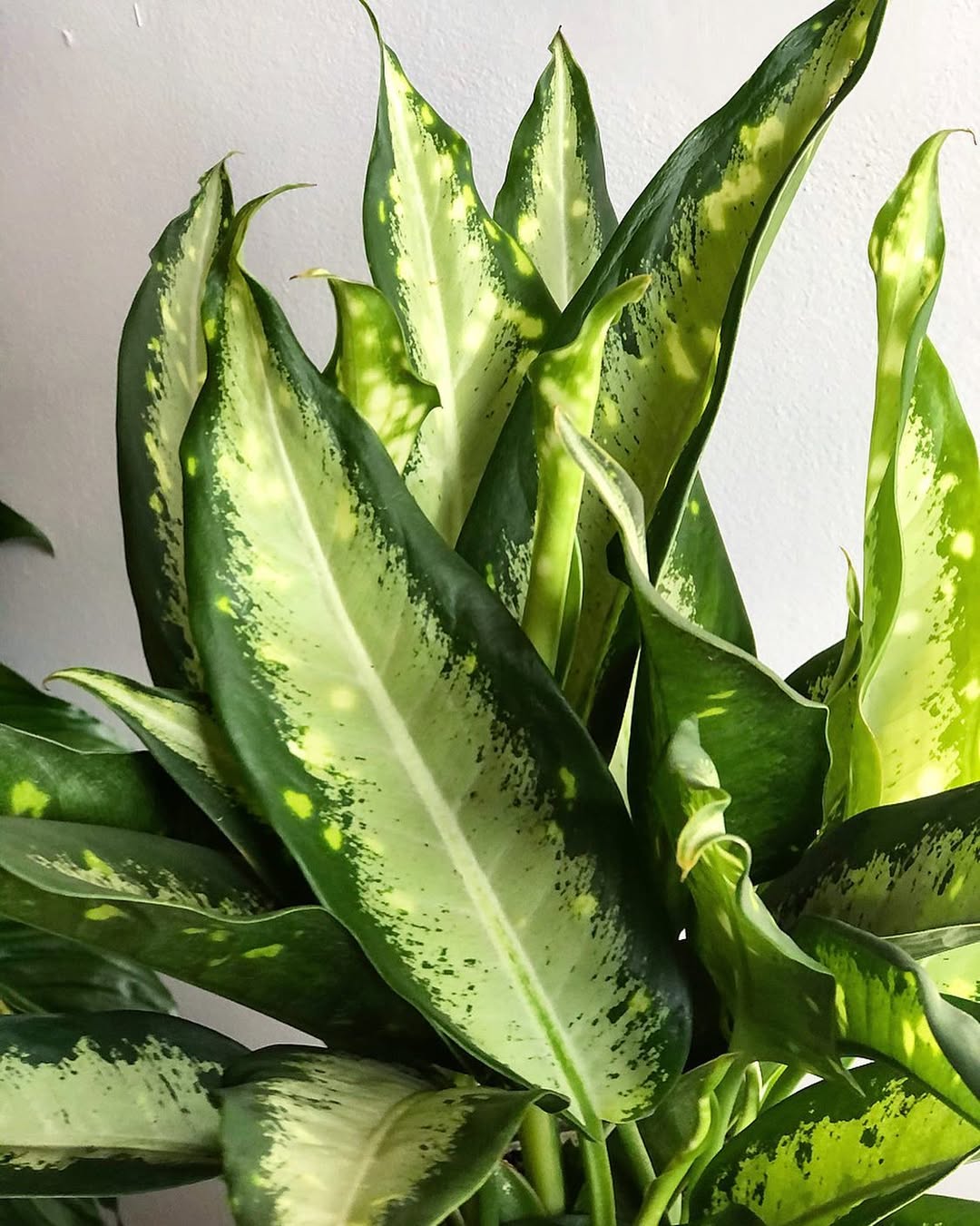 44 Stunning Dieffenbachia Varieties You Need to Know | Houseplant Alley
