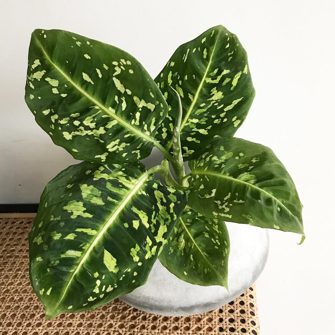 44 Stunning Dieffenbachia Varieties You Need to Know | Houseplant Alley