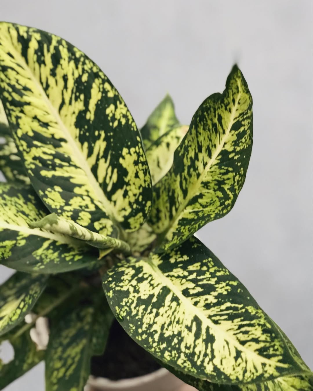 44 Stunning Dieffenbachia Varieties You Need to Know | Houseplant Alley
