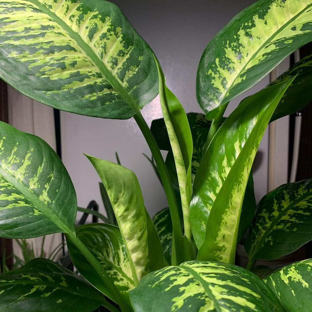 44 Stunning Dieffenbachia Varieties You Need to Know | Houseplant Alley