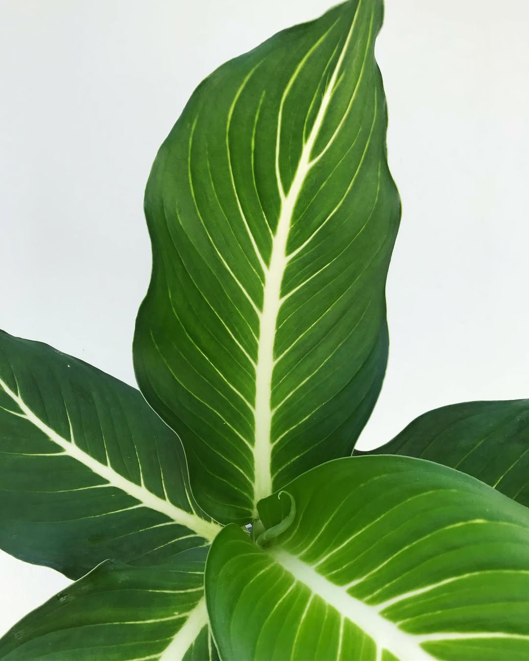 44 Stunning Dieffenbachia Varieties You Need to Know | Houseplant Alley
