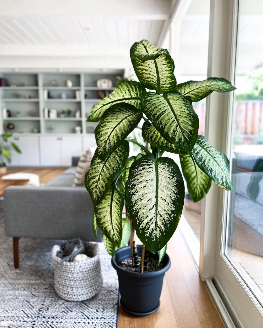 44 Stunning Dieffenbachia Varieties You Need to Know | Houseplant Alley