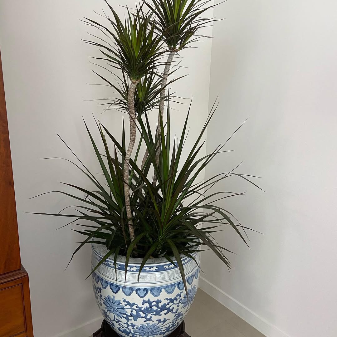 37 Dracaena Varieties That Add Style to Your Home | Houseplant Alley