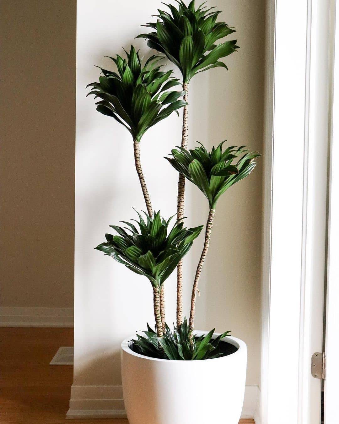 37 Dracaena Varieties That Add Style to Your Home | Houseplant Alley
