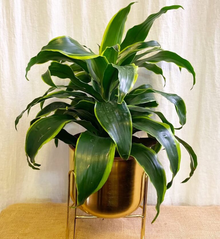 37 Dracaena Varieties That Add Style to Your Home | Houseplant Alley