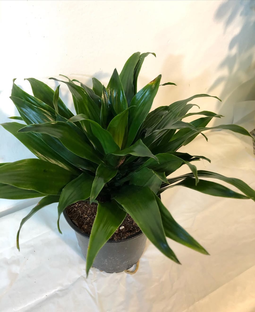 37 Dracaena Varieties That Add Style to Your Home | Houseplant Alley