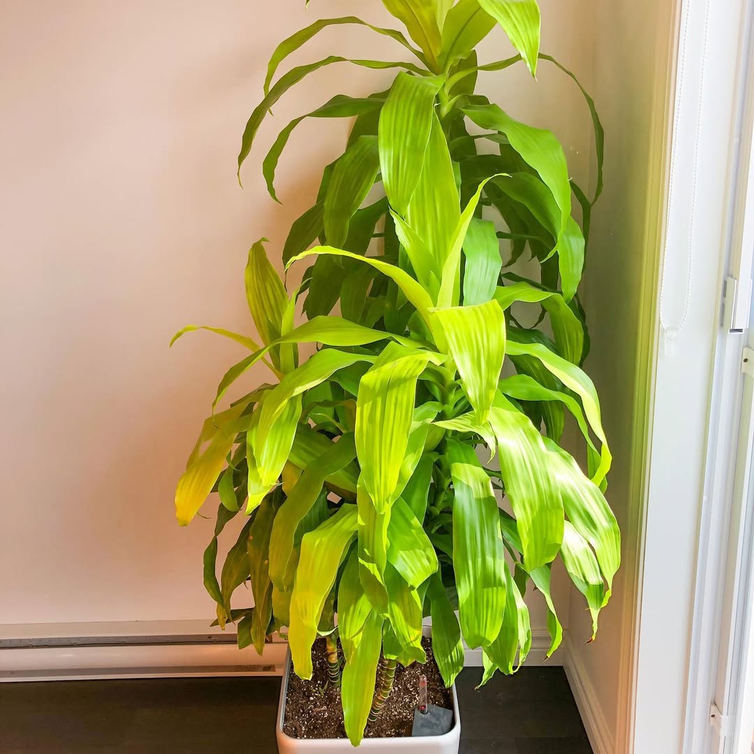 37 Dracaena Varieties That Add Style to Your Home | Houseplant Alley
