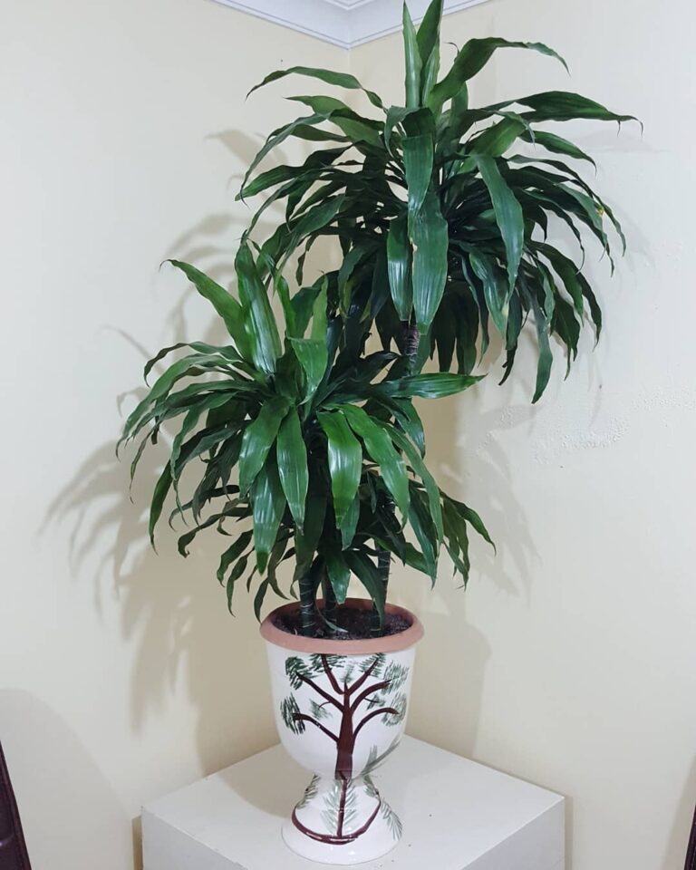 37 Dracaena Varieties That Add Style to Your Home | Houseplant Alley