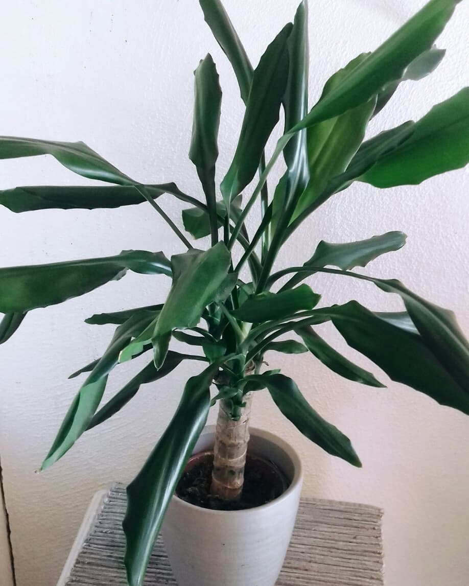 37 Dracaena Varieties That Add Style to Your Home | Houseplant Alley