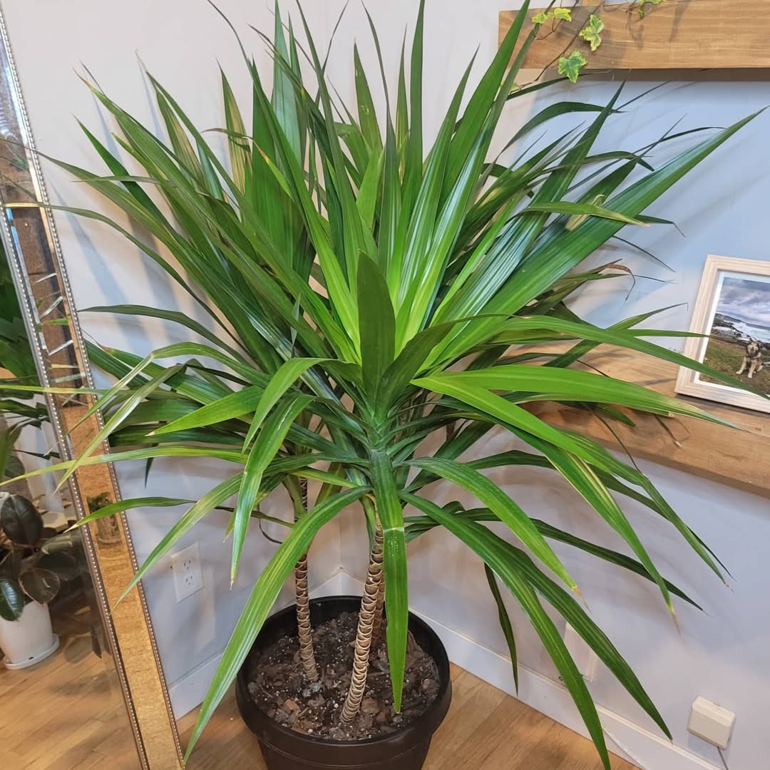 37 Dracaena Varieties That Add Style to Your Home | Houseplant Alley