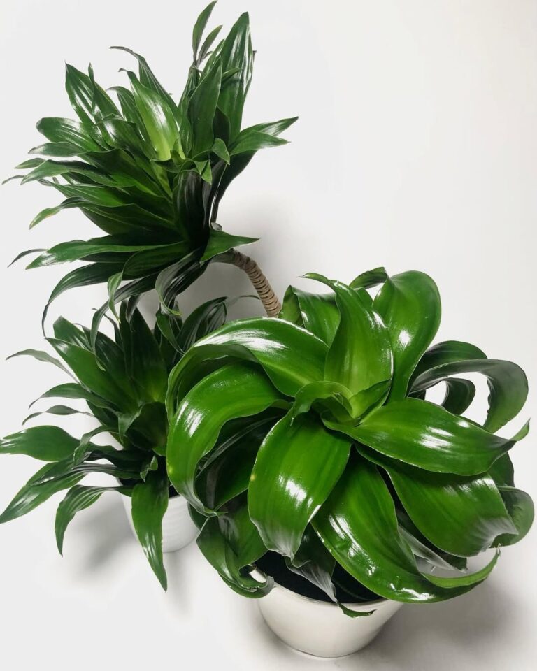 37 Dracaena Varieties That Add Style to Your Home | Houseplant Alley