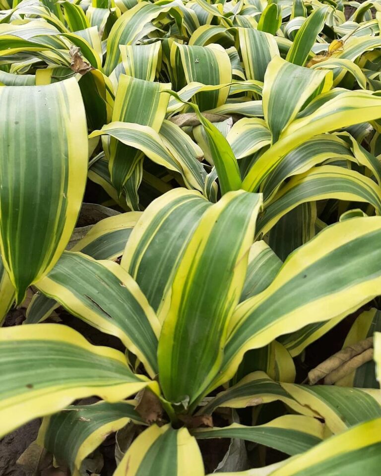 37 Dracaena Varieties That Add Style to Your Home | Houseplant Alley
