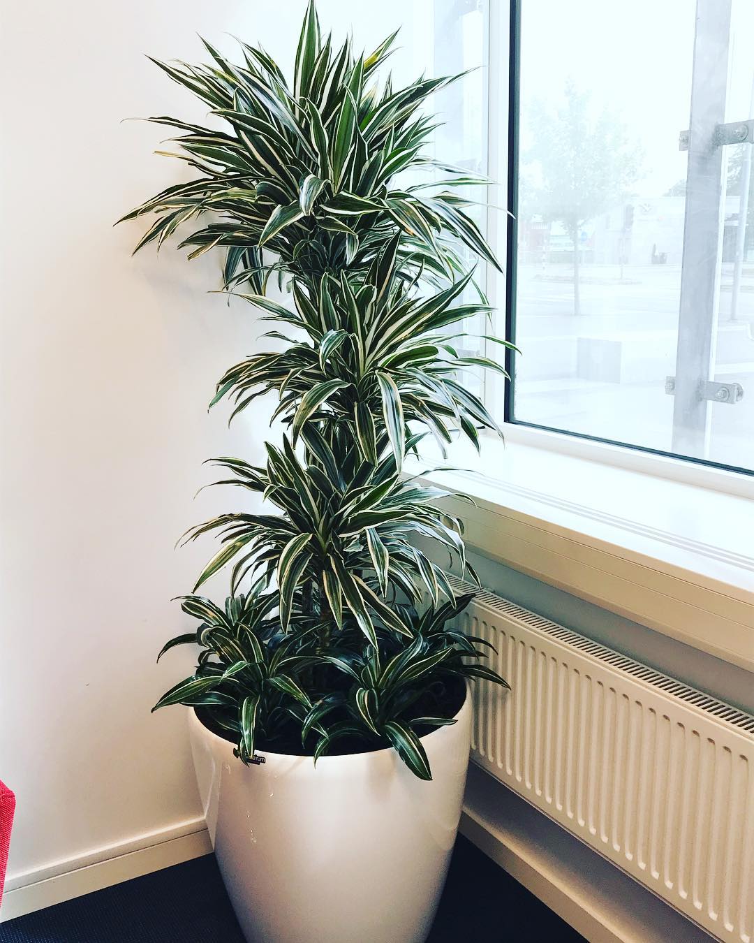 37 Dracaena Varieties That Add Style to Your Home | Houseplant Alley