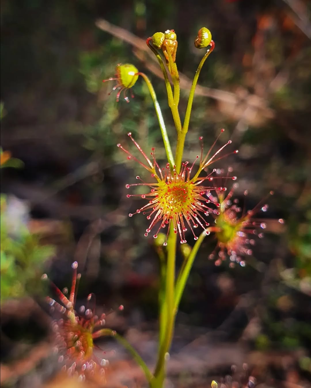 25 Types of Sundew Plants That Trap Bugs | Houseplant Alley