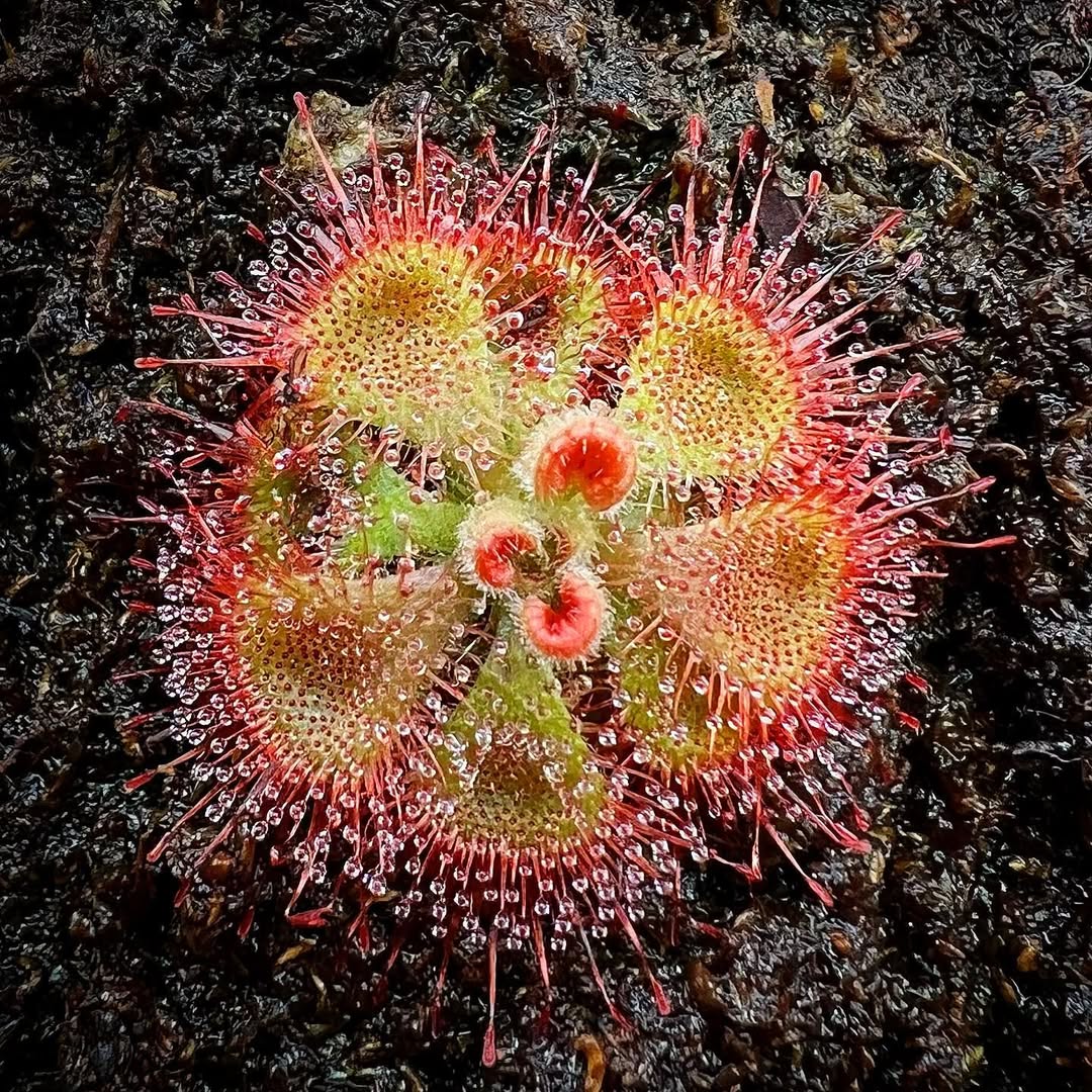 25 Types of Sundew Plants That Trap Bugs | Houseplant Alley