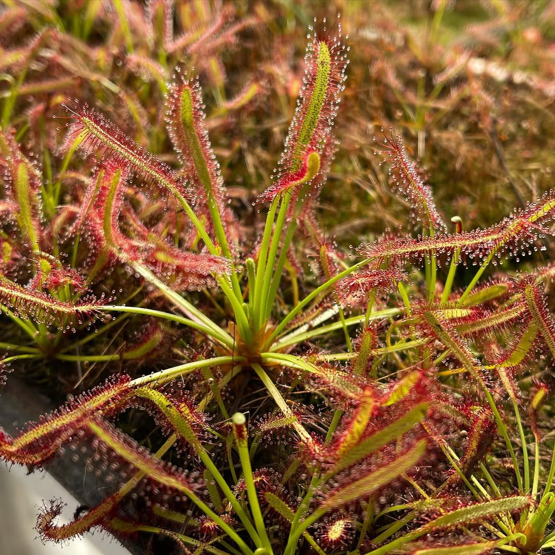 25 Types of Sundew Plants That Trap Bugs | Houseplant Alley