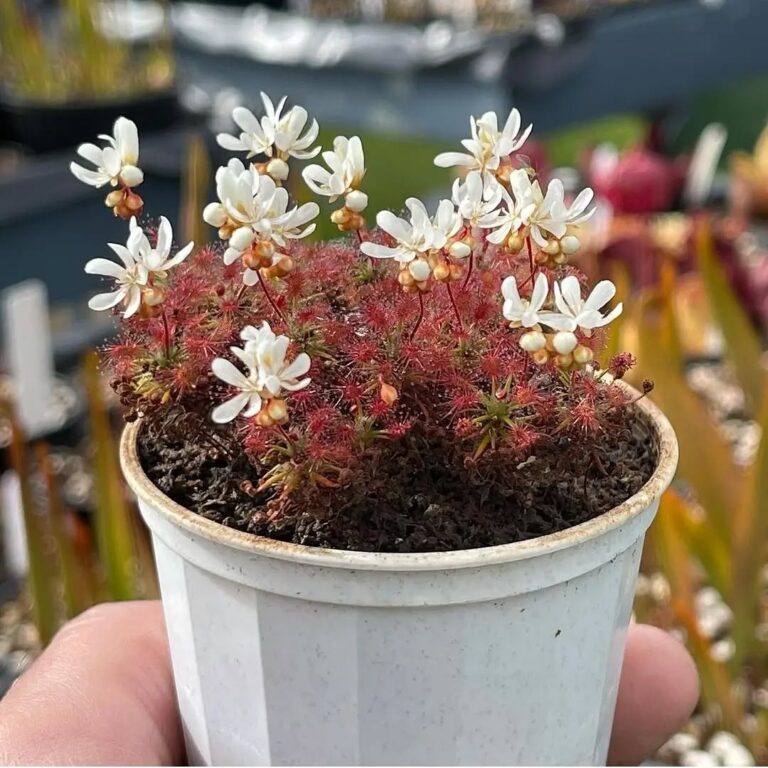 25 Types of Sundew Plants That Trap Bugs | Houseplant Alley